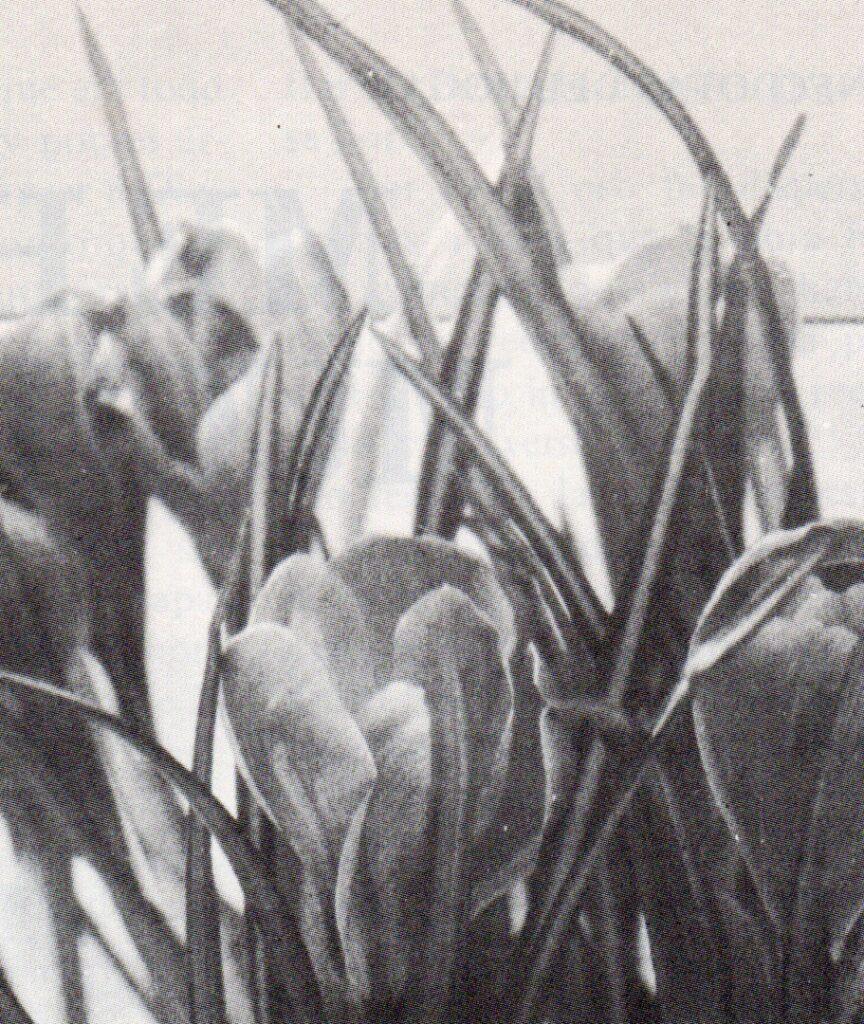 La esperanza no se rinde | Conquista Cristiana